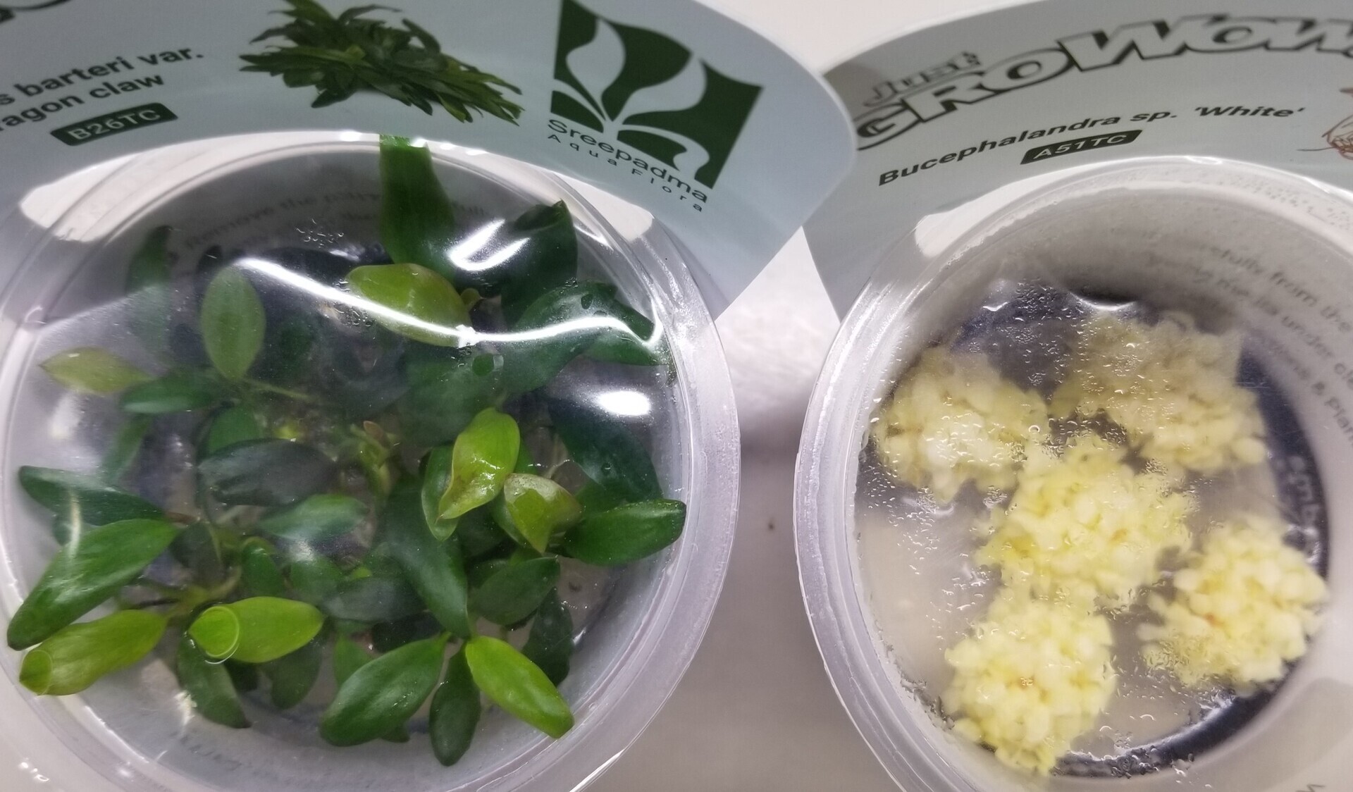 出張メダカ屋を始めました‥: A.t(あっと)店主のたわごと